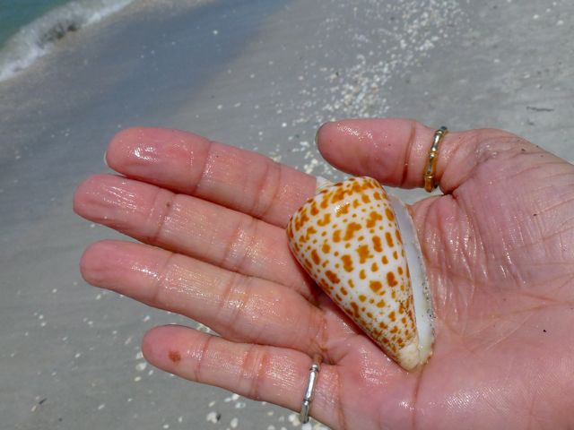 Cone Queen, Sanibel Seeker and Golfer Of The Sea | I Love Shelling
