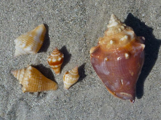 Cone Queen, Sanibel Seeker and Golfer Of The Sea | I Love Shelling