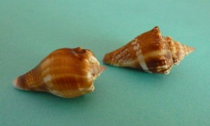 The Freaks Are Out On Sanibel! | I Love Shelling