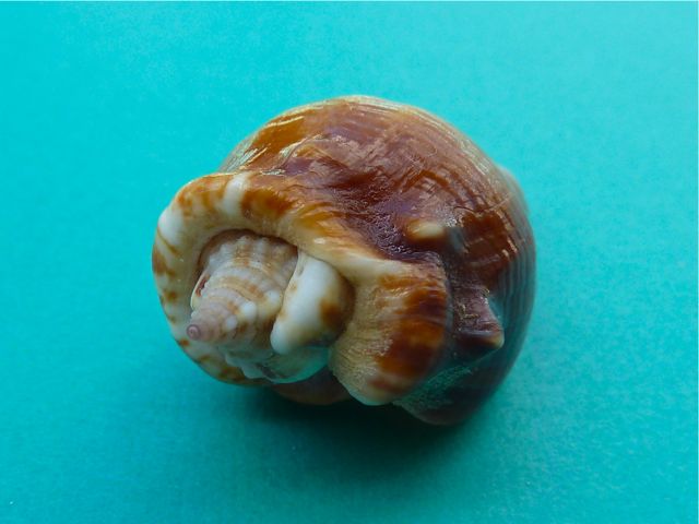 Florida Fighting Conch | Strombus alatus | I Love Shelling