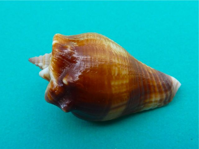 Florida Fighting Conch – Strombus alatus | I Love Shelling