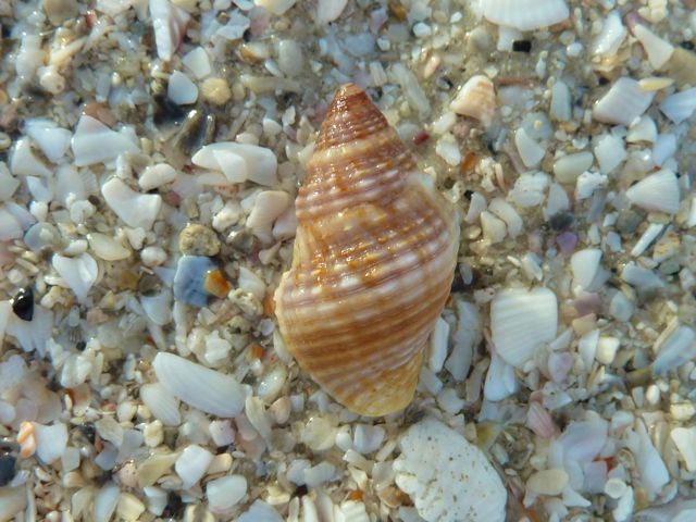 Seashell Jewelry ….. For One Day | I Love Shelling