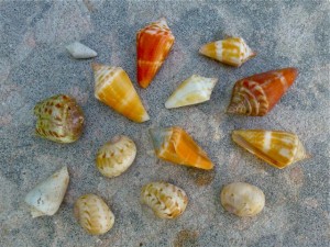 Cone Queen, Sanibel Seeker and Golfer Of The Sea | I Love Shelling
