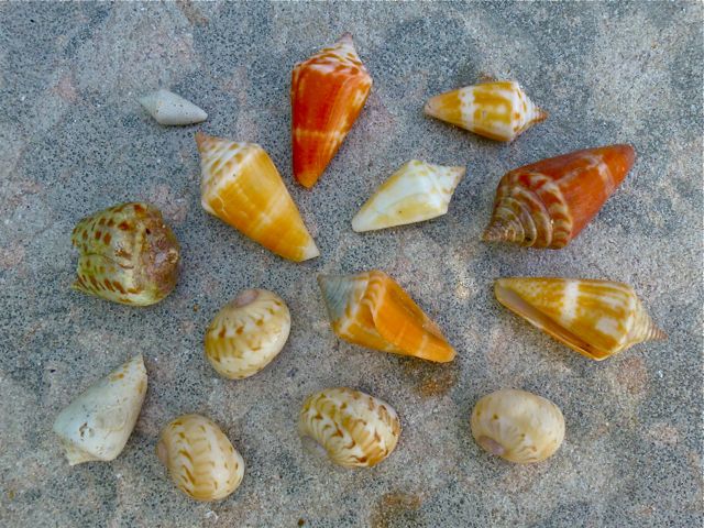 Cone Queen, Sanibel Seeker and Golfer Of The Sea | i Love Shelling