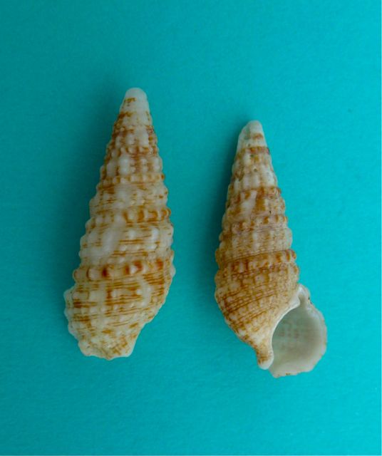 Sparse Dove Shell, A Little Sparse In My Seashell Collection | I Love ...