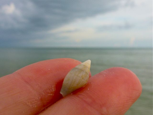 Seashells At Your Fingertips | I Love Shelling