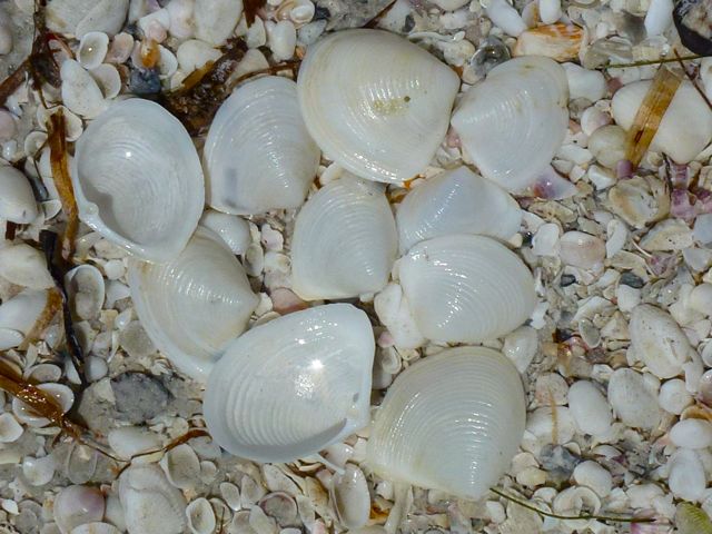 Smooth Duck Clam | i Love Shelling
