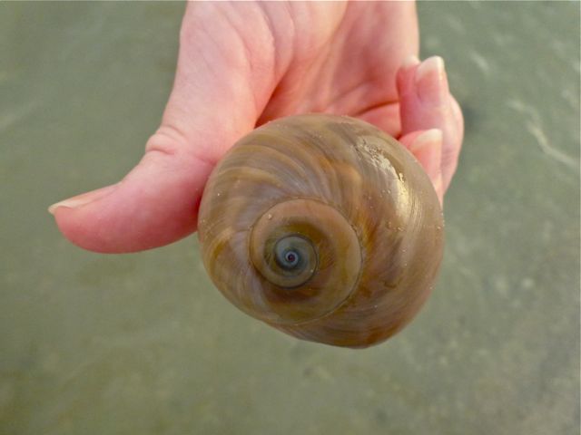 Getting Black And Blue While Shelling | i Love Shelling