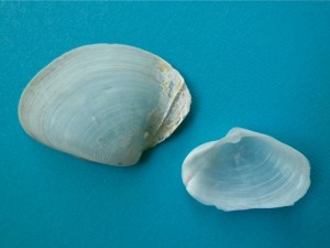 Channeled Duck Clam | i Love Shelling