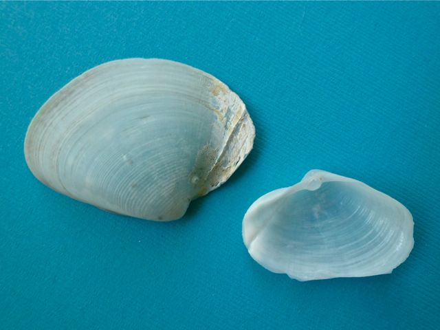 Smooth Duck Clam | i Love Shelling