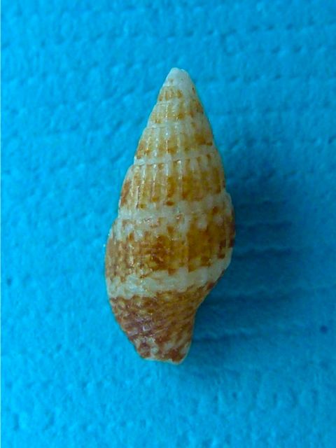Sparse Dove Shell, A Little Sparse In My Seashell Collection | I Love ...
