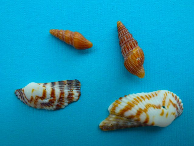 Turkey Wings and Rice, a Cone and Candy | I Love Shelling