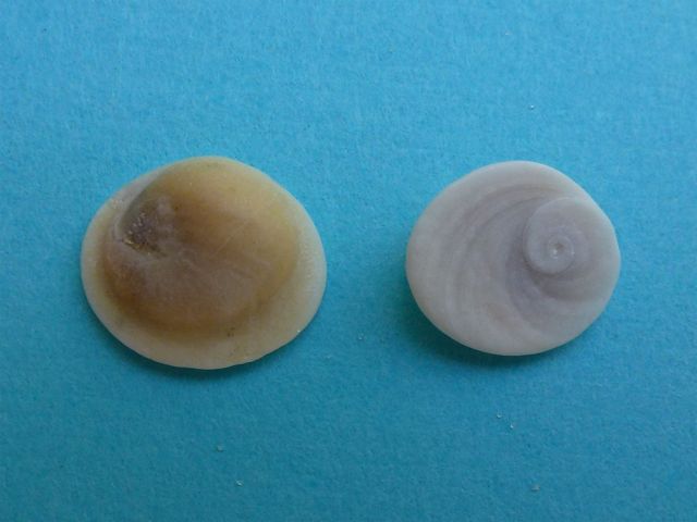 Road Trip To Honeymoon Island Florida – Part 1 | I Love Shelling