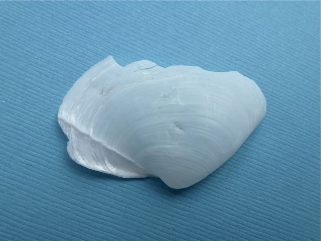 Smooth Duck Clam | i Love Shelling