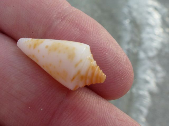 Seashells At Your Fingertips | I Love Shelling