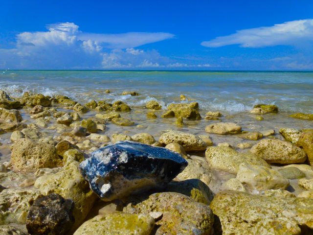 Agatized Coral Geode | i Love Shelling