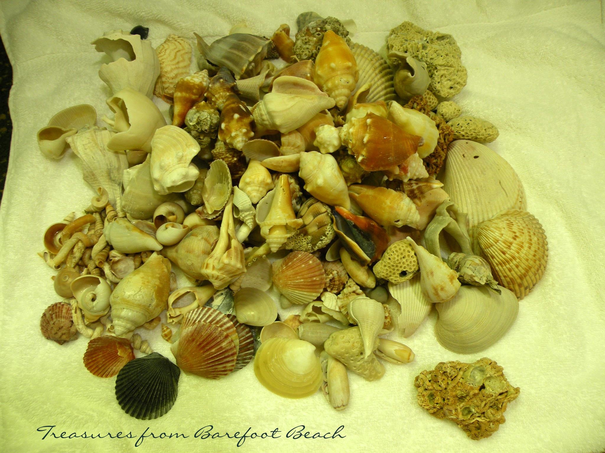 Barefootin’ With Shelling Sistas | I Love Shelling