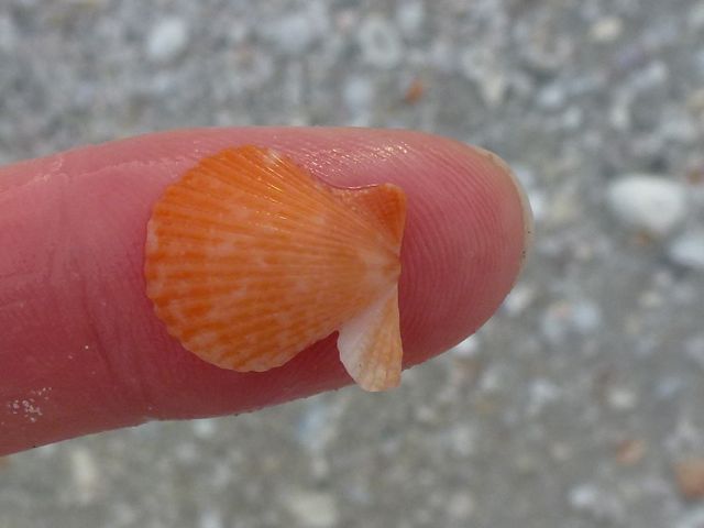 Seashells At Your Fingertips | I Love Shelling