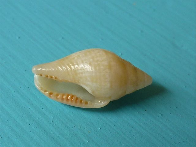 Seashells At Your Fingertips | I Love Shelling