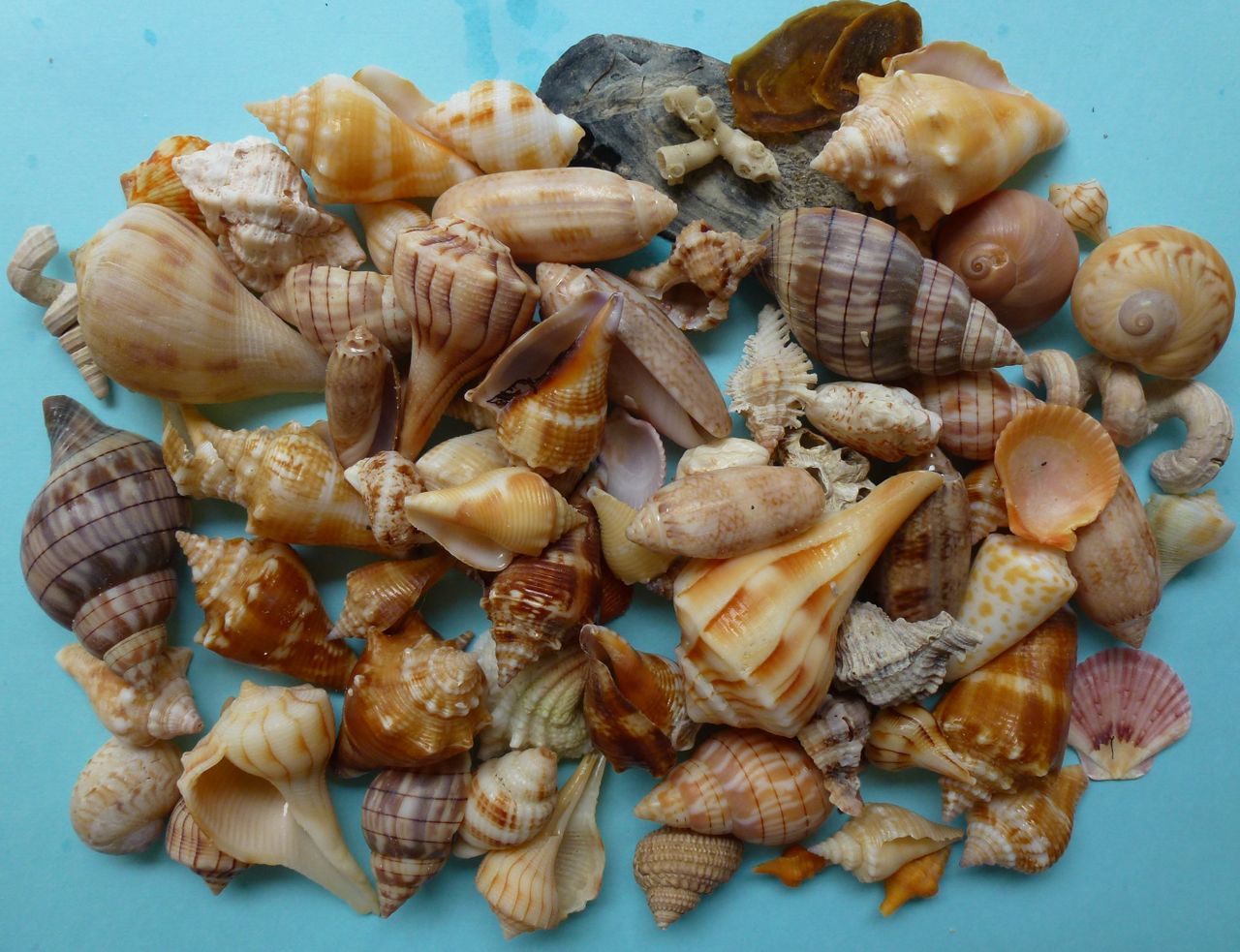 Sanibel Seashell Update: Blind Pass to Lighthouse Beach | I Love Shelling