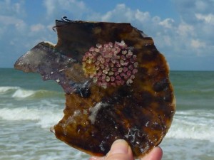 Barefootin’ With Shelling Sistas | I Love Shelling