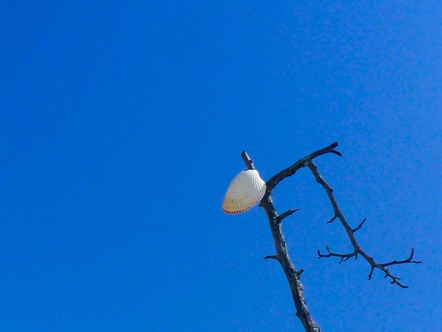 Barefootin’ With Shelling Sistas | I Love Shelling