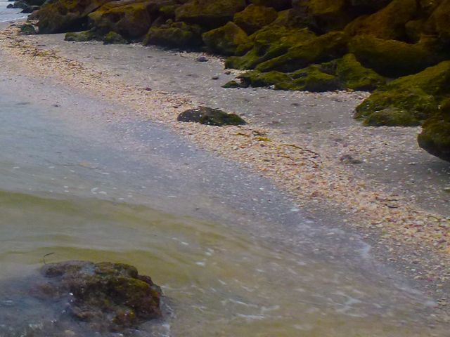 Duck, Duck, Goose. Clams On The Loose! | I Love Shelling