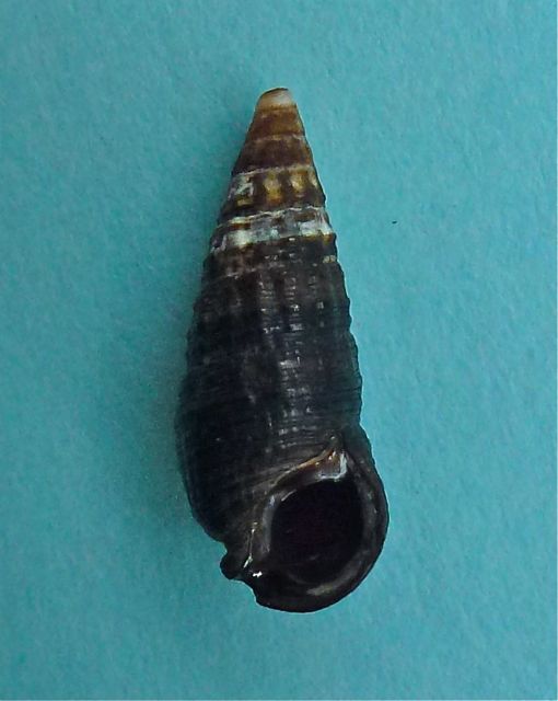 Sparse Dove Shell, A Little Sparse In My Seashell Collection | I Love ...