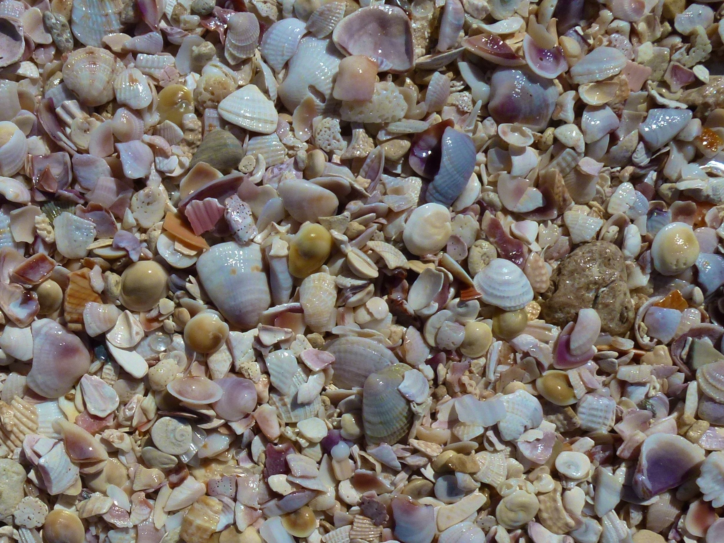 Road Trip To Honeymoon Island Florida – Part 1 | I Love Shelling