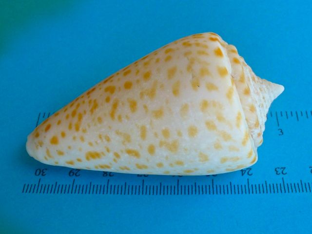 Florida Spiny Jewelbox | i Love Shelling - Part 2