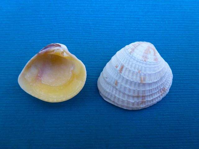 Cross Barred Venus | i Love Shelling