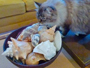 Tips To Decorate Your Home With Seashells | I Love Shelling