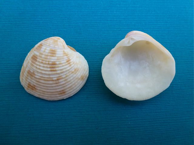 Cross Barred Venus | i Love Shelling