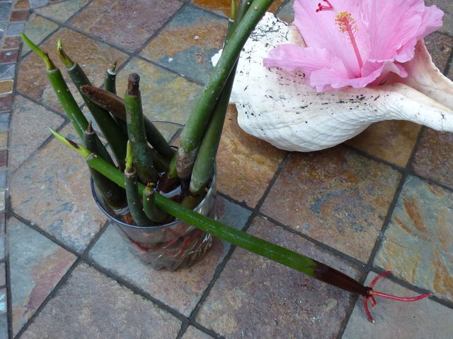 Mangrove Seed Pod | i Love Shelling