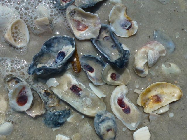 Ordinary Oysters Turn Extraordinary | I Love Shelling