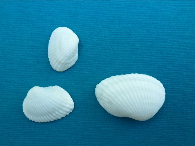 Transverse Ark | i Love Shelling