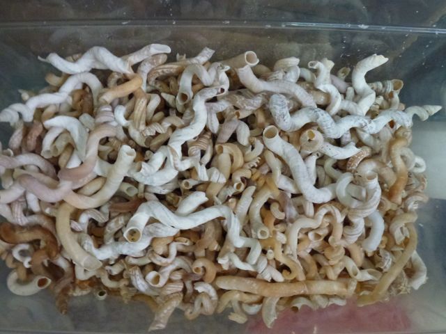 How To Make A Worm Shell Frame | i Love Shelling