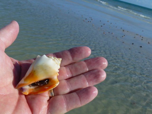 Mingle With Jingles | I Love Shelling