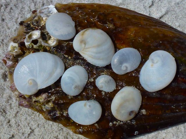 This Weekend Rocked | I Love Shelling