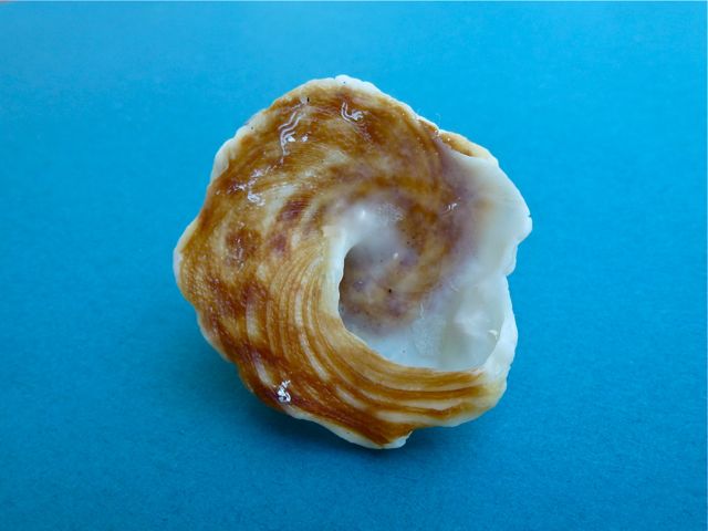 Carried Away By A Carrier Shell | I Love Shelling