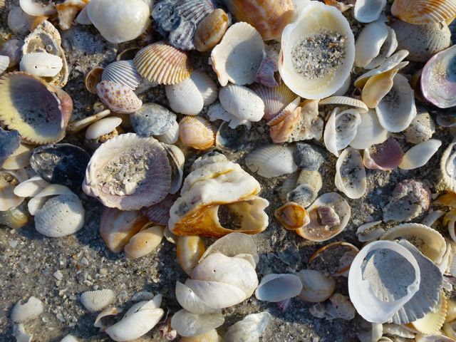 Carried Away By A Carrier Shell | I Love Shelling