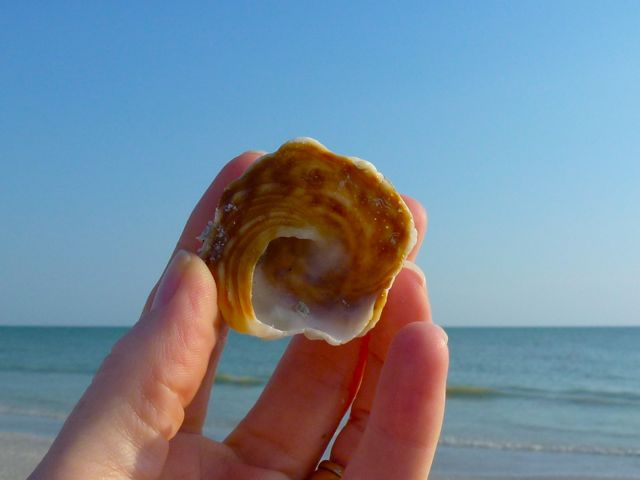 Carried Away By A Carrier Shell | I Love Shelling