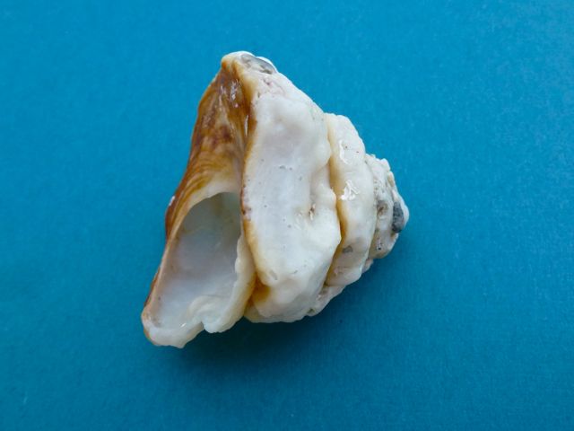 Carried Away By A Carrier Shell | I Love Shelling