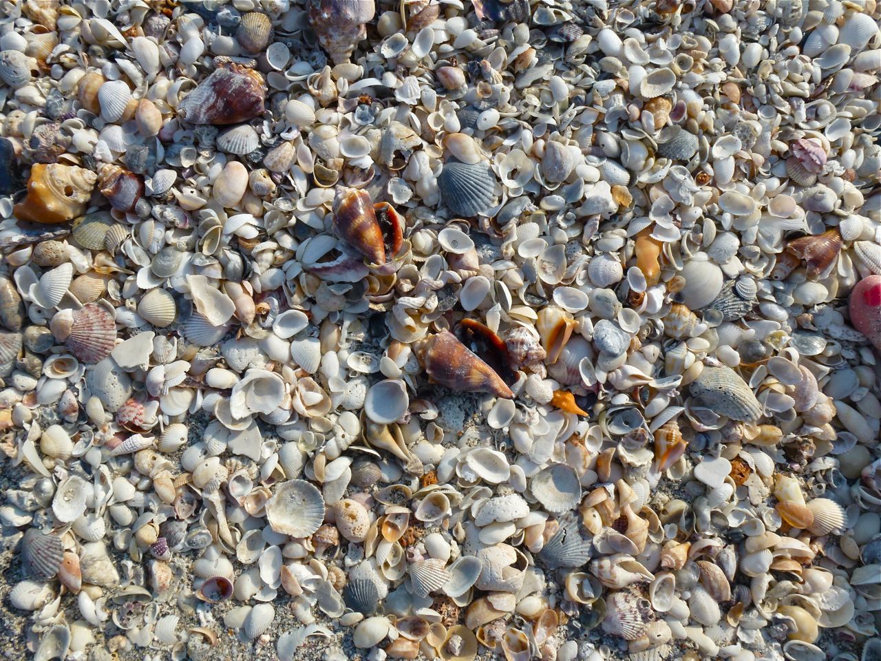 Another Sanibel Cyber Shelling Adventure | I Love Shelling