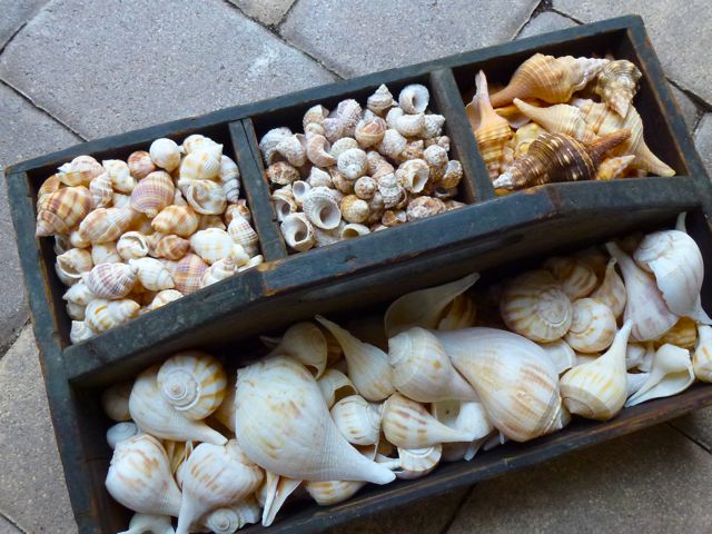 Tips For Decorating Your Yard With Seashells | I Love Shelling