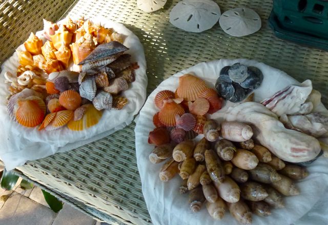 Tips For Decorating Your Yard With Seashells | I Love Shelling