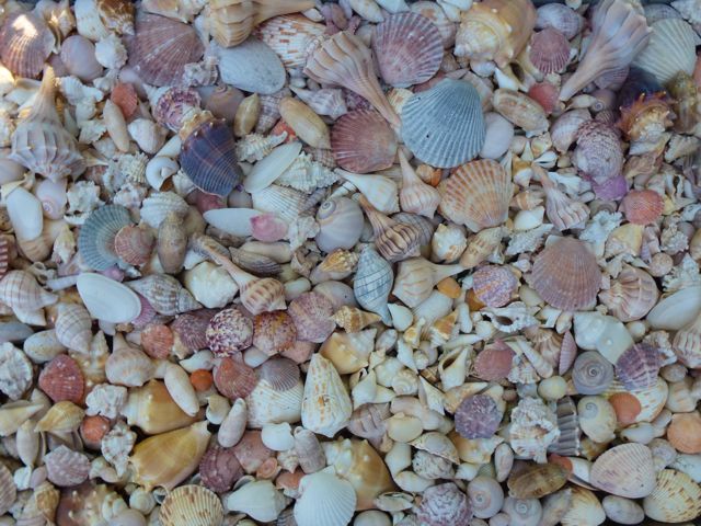 Tips For Decorating Your Yard With Seashells | I Love Shelling