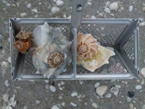 West Gulf Whelks | I Love Shelling