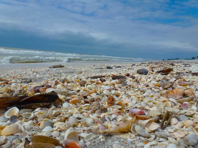 When The Seashells Come Rolling In | I Love Shelling