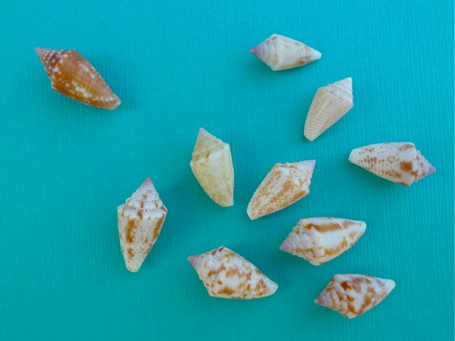 A Golden Day Boating Around Marco | I Love Shelling